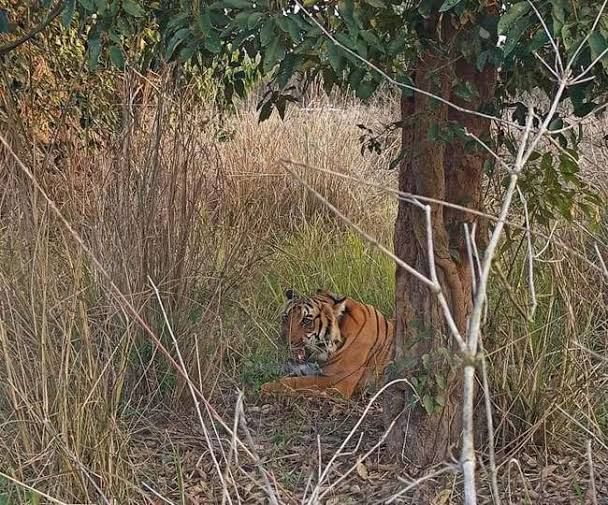 Rajaji Tiger Reserve: Tiger Activity Started In Motichur Range ...