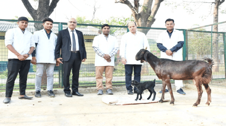 Goat Born Lamb Through Artificial Insemination With Laparoscope ...