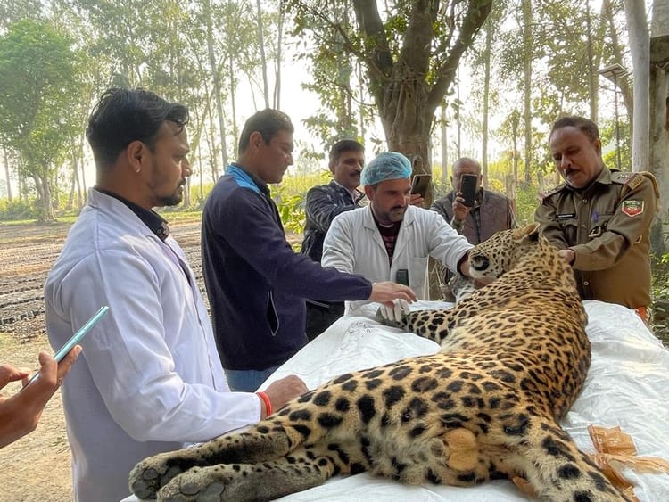 Guldar Found Dead On The Side Of The Forelane - Bijnor News - Bijnor ...