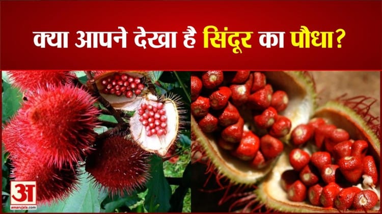क्या आपने देखा है सिंदूर का पौधा? - Have You Ever Seen Kumkum Tree ...