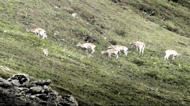 Blue Sheep Number Has Doubled In The Great Himalayan National Park ...