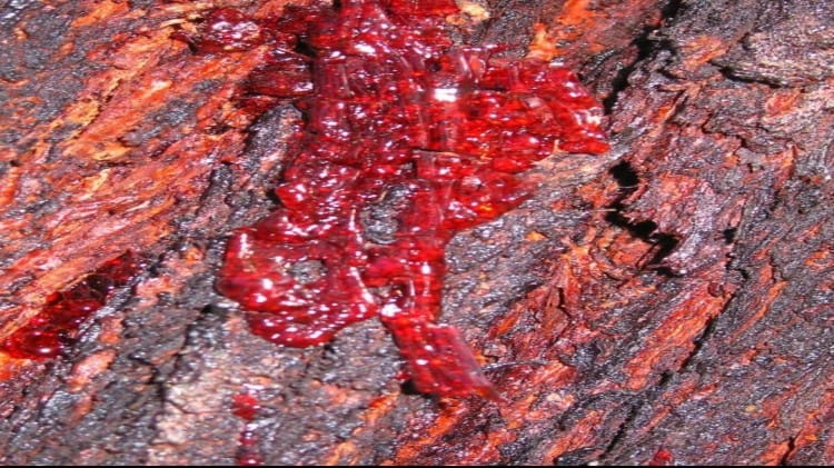 Bloodwood Tree:दुनिया का सबसे अनोखा पेड़, काटने पर इंसानों की तरह ...