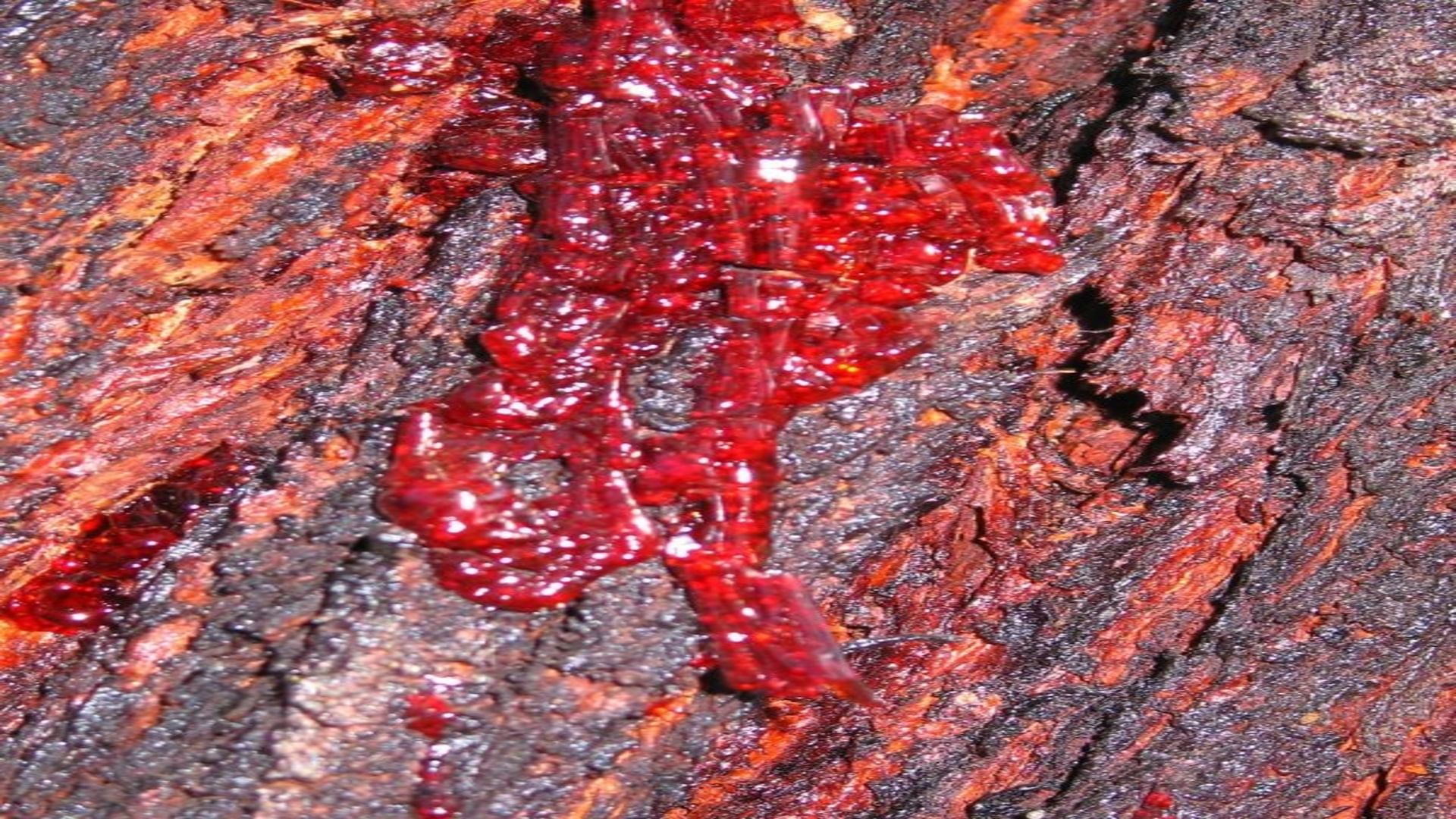 South African Bloodwood Tree: Tree Releases Blood Like Humans After Cut ...