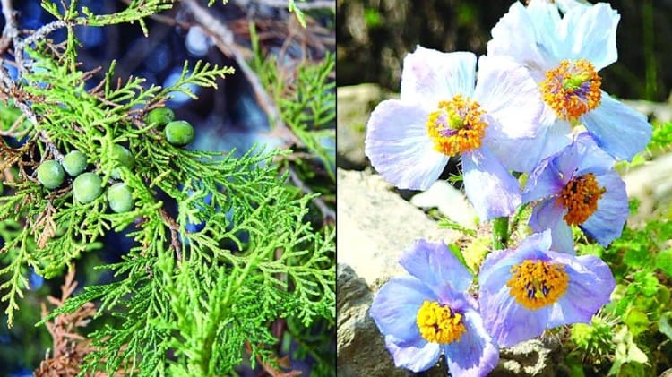 Shukpa And Cernon Can Be The State Trees And Flowers Of Ladakh - Amar ...