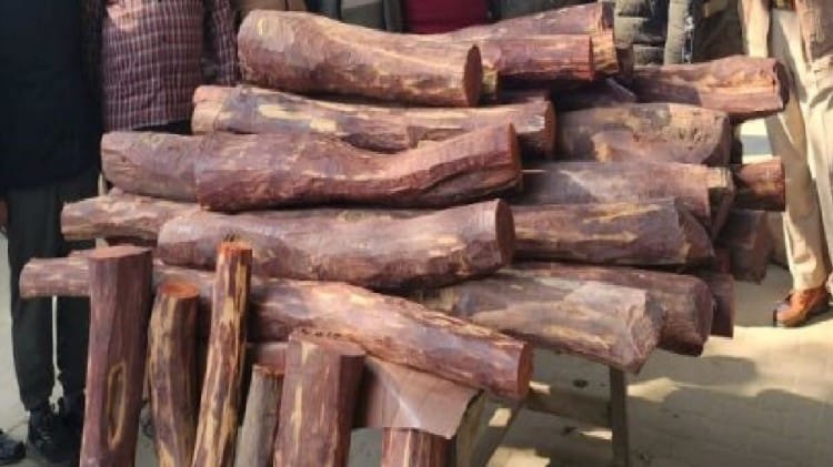 Tree Farming Business Plan:इन पेड़ों को लगाकर आप बन सकते हैं करोड़पति ...