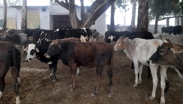 Animals Tied Up In Government School, Students Standing Outside ...