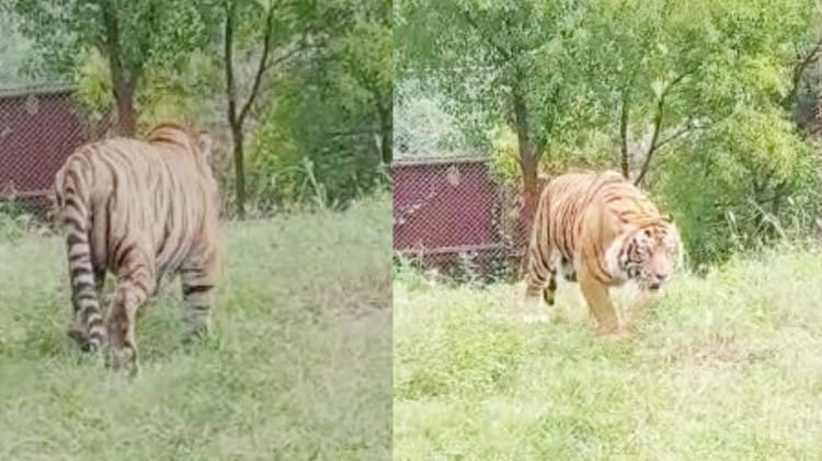 Rajasthan Ranthambore Tiger Ustad Passed Away In Udaipur Sajjangarh ...