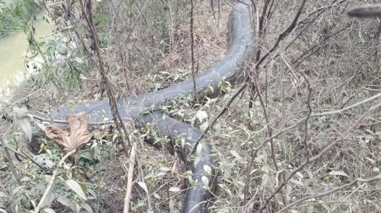 Sixteen Feet Long Python Found In Bijnor, Forest Department Got It ...