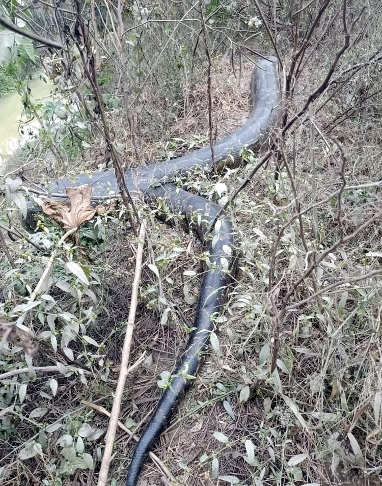 16 Feet Long Python Found On The Banks Of Chhoiya River - Bijnor News ...