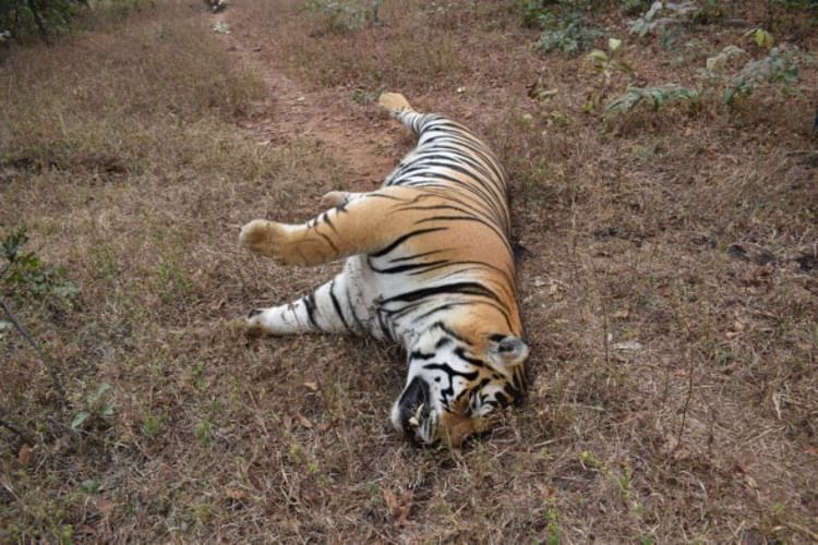 Another Tiger Died In Panna Tiger Reserve, A Hyena Also Found Dead ...