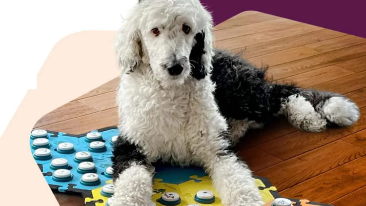 Robotic Dog With Personality Traits And Talking Pets Unveiled At Ces ...