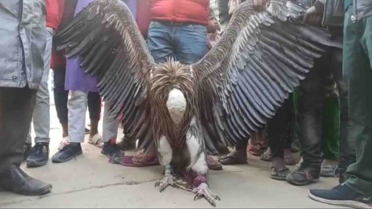 Himalayan Vulture Of Rare Species Found In Kanpur - Amar Ujala Hindi ...