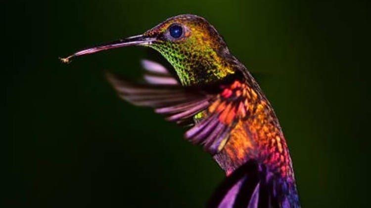 ये है दुनिया का सबसे छोटा पक्षी