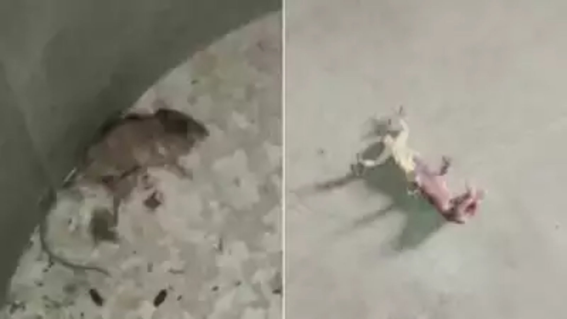 West Bengal Dead Lizard And Rat Found In Mid Day Meal In Malada School ...