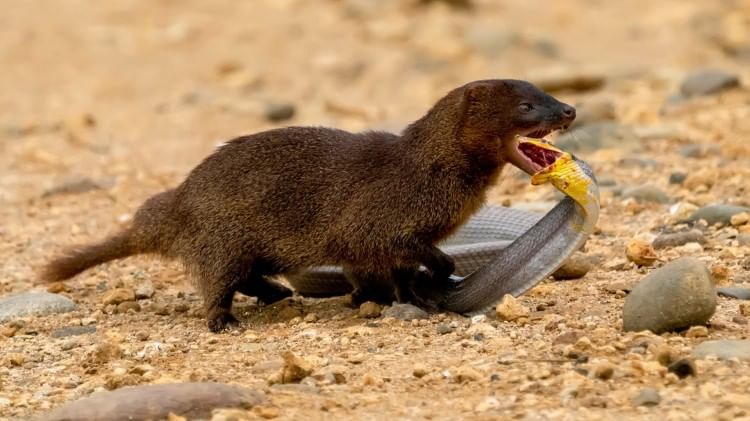 Why Snakes And Mongoose Are Enemies Know Reason Saap Aur Nevla Ki ...