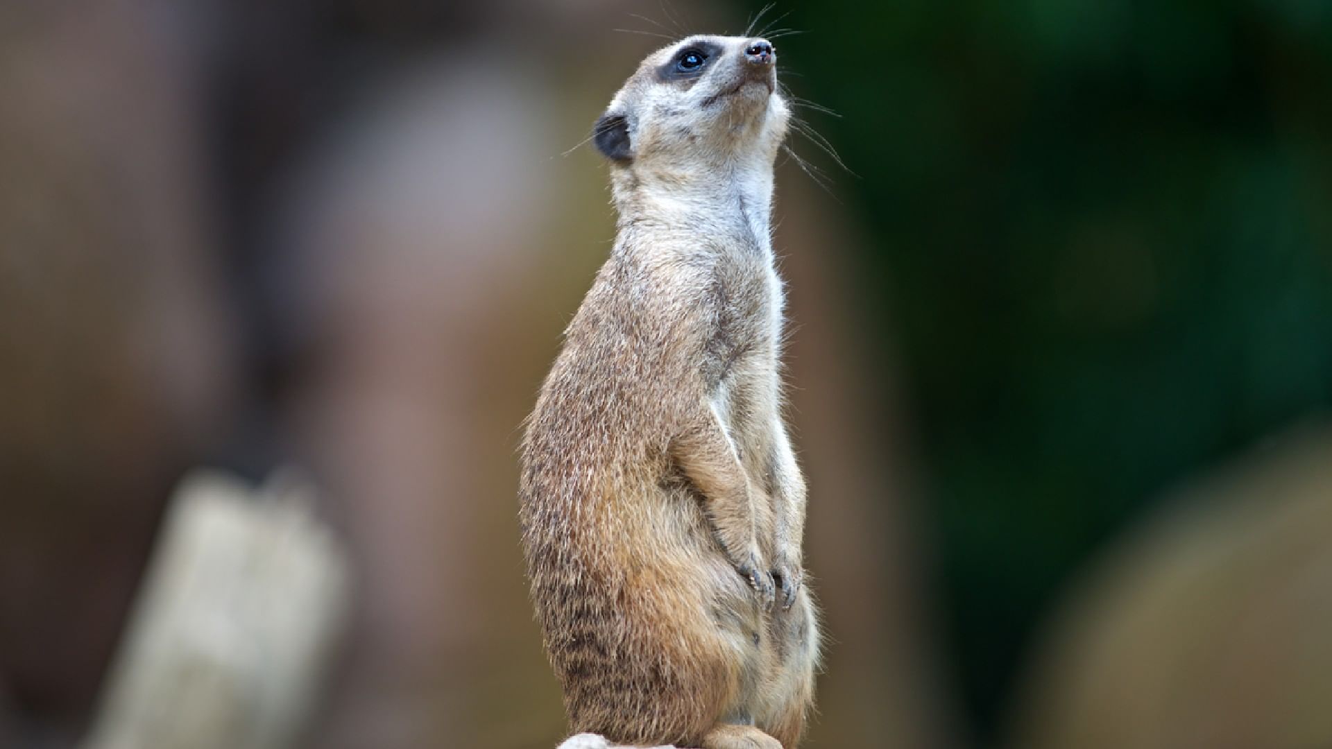 Why Snakes And Mongoose Are Enemies Know Reason Saap Aur Nevla Ki Dushmani Kyu Hoti Hai - Amar ...