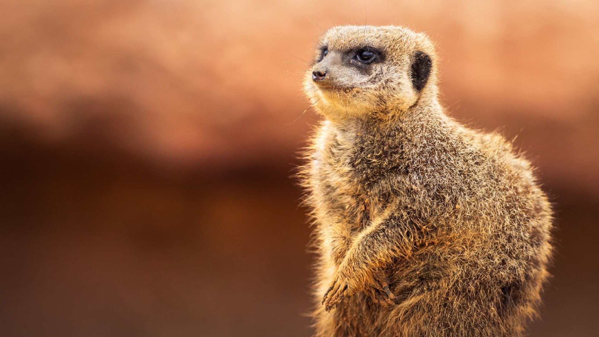 Why Snakes And Mongoose Are Enemies Know Reason Saap Aur Nevla Ki Dushmani Kyu Hoti Hai - Amar ...