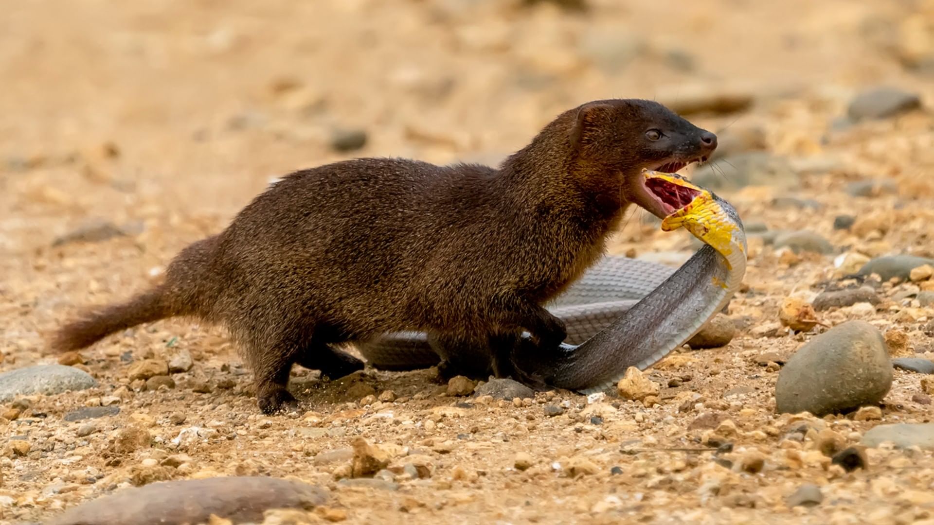 Ajab-gajab:सांप को देखते ही क्यों भड़क जाता है नेवला, जानिए क्या है ...
