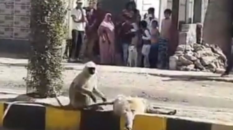 Monkey Dies Crushed With Vehicle In Damoh Mp Fellow Monkeys Tried To ...