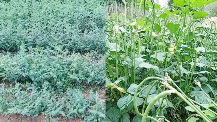 Mp News This Is How To Save Your Crops From Frost In The Cold Farmers ...