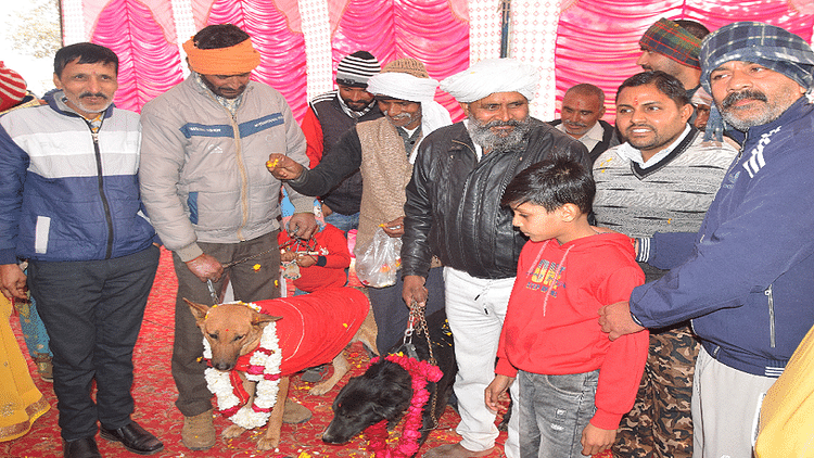 Unique Wedding In Aligarh Tommy Became Groom And Jelly Became Bride ... Unique Wedding In Aligarh Tommy Became Groom And Jelly Became Bride ...