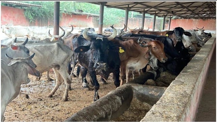 Gaushala-animal Shelter Will Be Constructed In 1500 Gram Panchayats Of ...