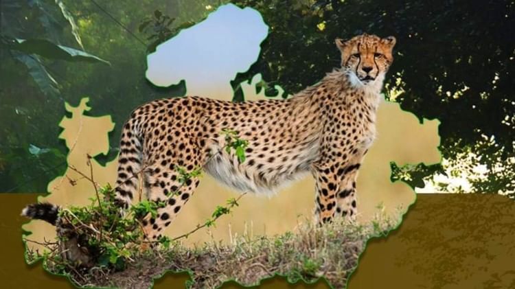 Project Cheetah 12 Cheetahs From South Africa To Be Released In Kuno ...