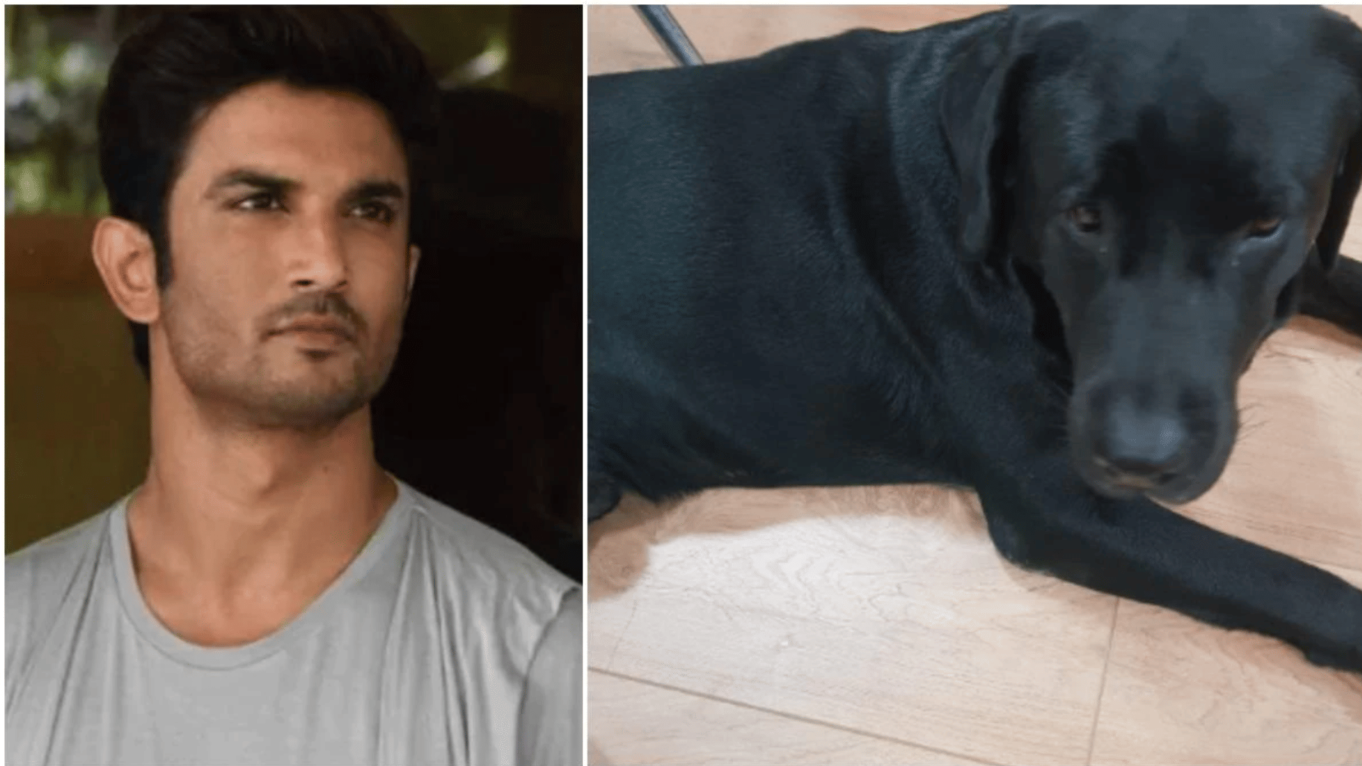 Sushant Singh Rajput Pet Dog Fudge Dies Priyanka Singh Shares A Moving ...