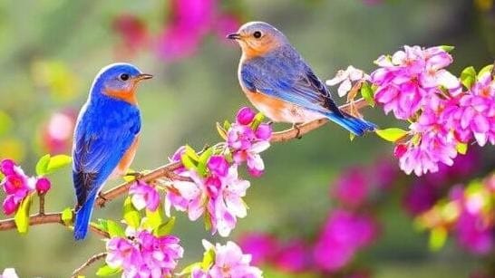 Vasant Ritu 2023: Anand Gupta Poem Vasant Ek Ummeed Ka Name Hai - Amar ...