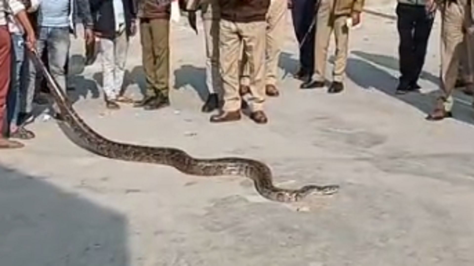A 15 Feet Long Python Has Seen In Field In Nehtaur Area Of Bijnor ...