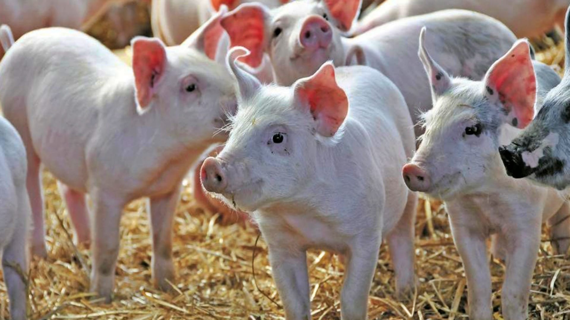 African Swine Fever Reached Rajasthan From Punjab Alert Issued After ...