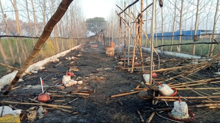 Hapur Bahadurgarh Luhari Village Fire Breaks Out In Poultry Farm 5000 ...