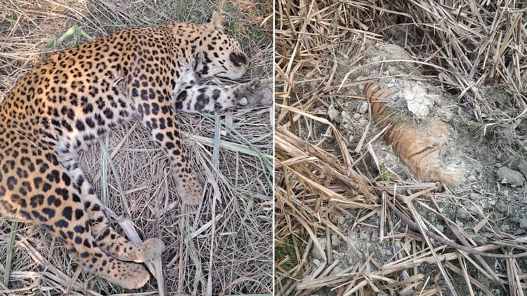 12 Leopard And Tiger Died In Chitrakoot In Three Years, Only Ministers ...