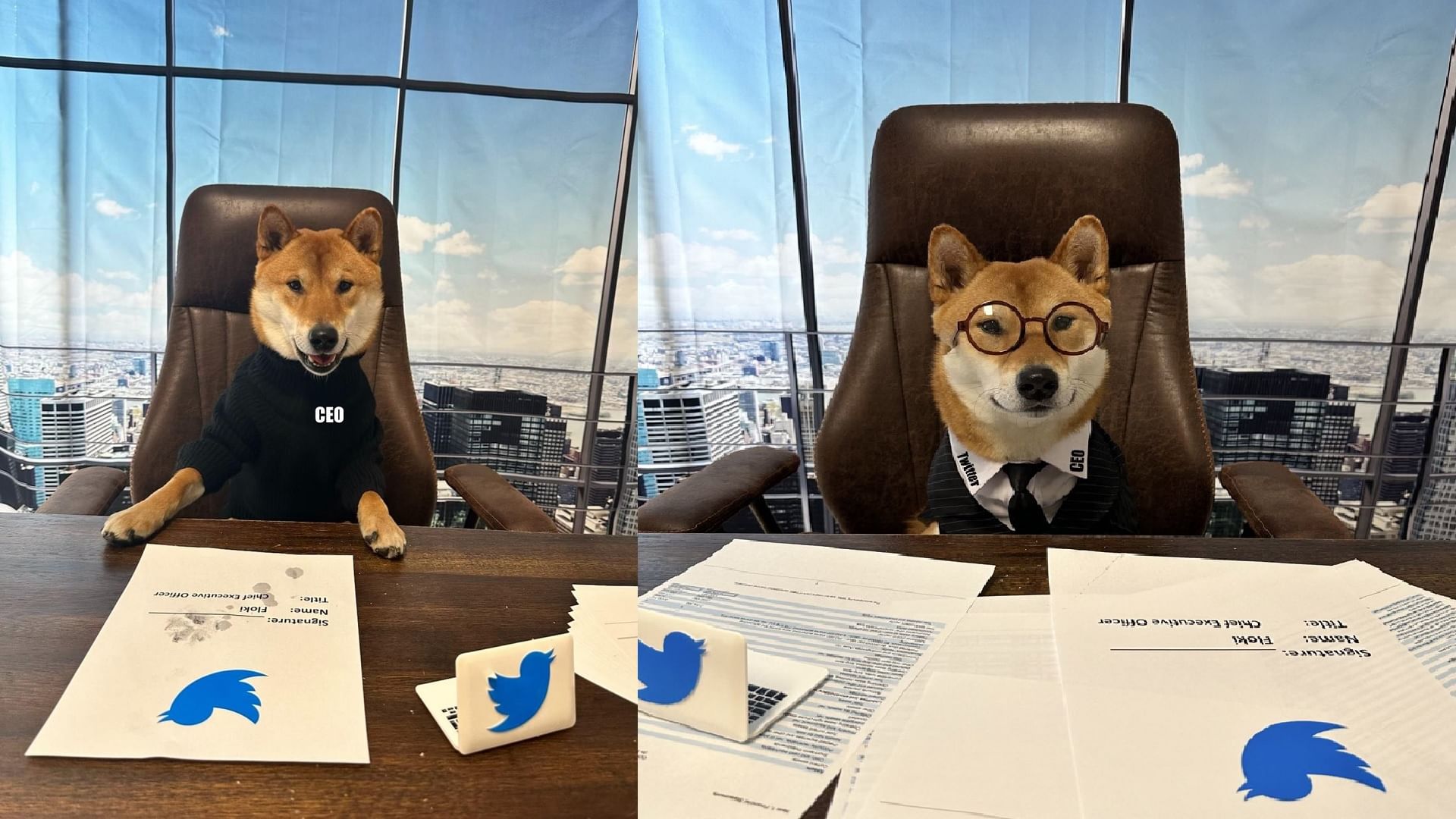 Elon Musk Made New Twitter Ceo As Dog Says He Is Much Better Than Parag ...