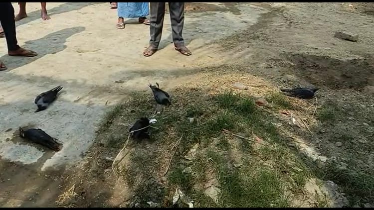 Bihar: 7 Crows Suddenly Fell Dead In The Urban Area Of Nalanda, People ...