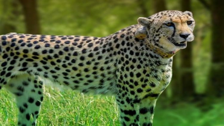 Namibian Cheetah Dies, Supreme Court Seeks Task Force Experts ...