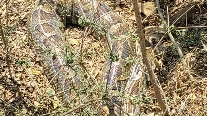 Varanasi:तालाब किनारे झाड़ियों में दिखा विशालकाय अजगर, मौके पर लोगों की ...