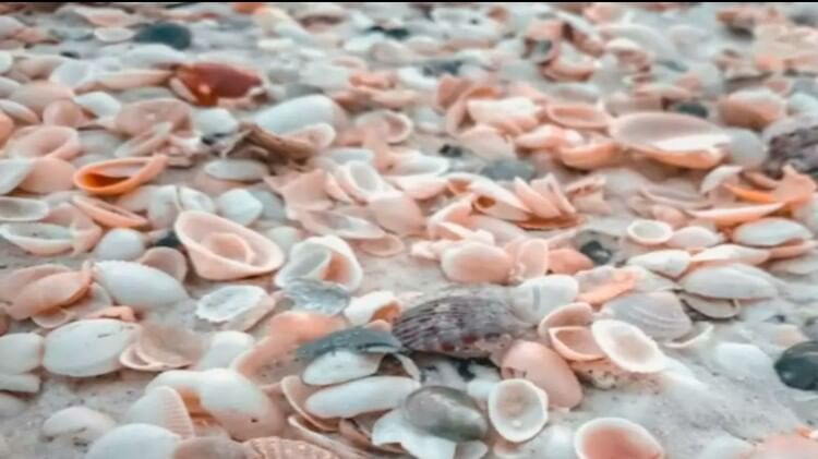 Optical Illusion Can You Spot The Egg Among These Shells In 10 Seconds ...