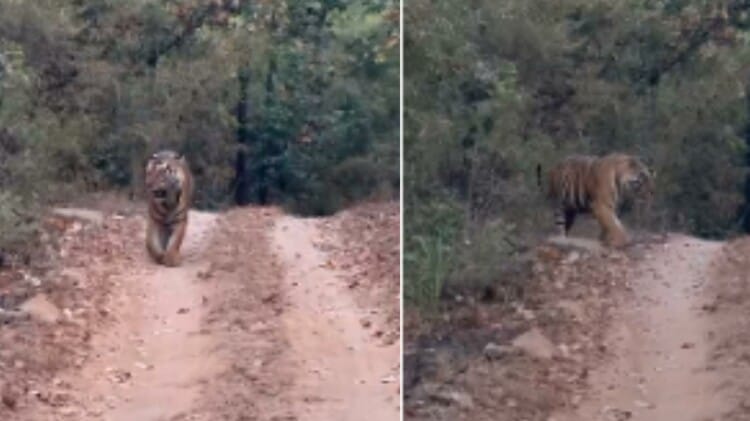 Bandhavgarh Tiger Reserve: Bajrang Tiger Came In Front Of Tourists ...
