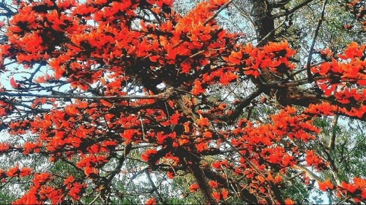 Thousands Of Tesu Trees In Lakhimpur Kheri Forests - Amar Ujala Hindi ...