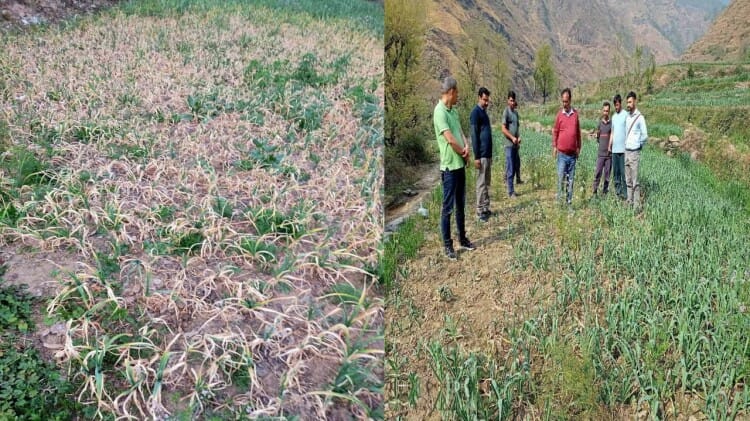 Sirmour News:लहसुन की फसल में पीला रतुआ, गिर सकता है उत्पादन - Yellow ...