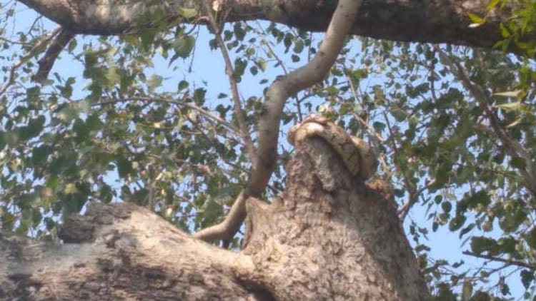 150 Pythons Live On 200-year-old Peepal Tree In Janjgir-champa - Amar ...