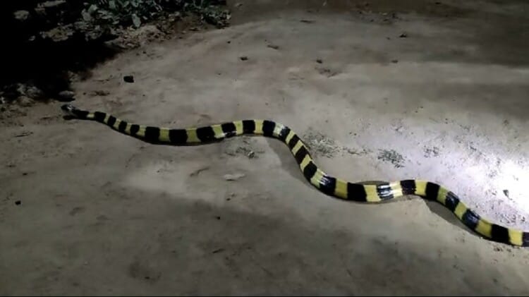 Korba:अहिराज सांप देख सहमे लोग, करैत के काटने से बस्ती में दहशत; वन ...