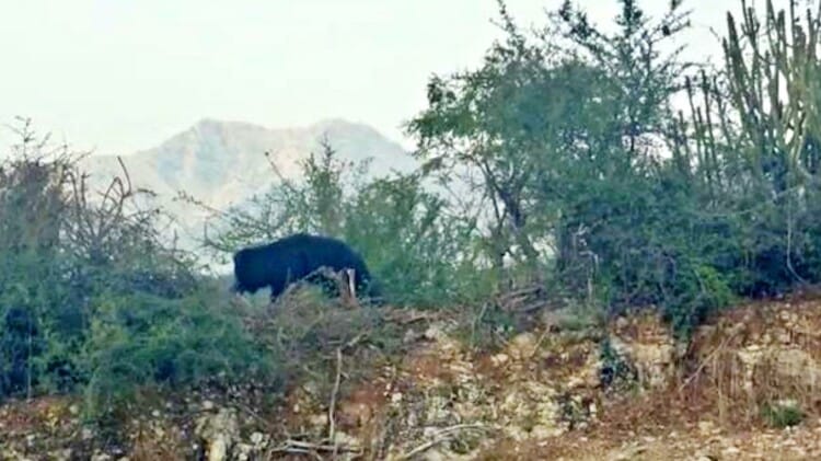 Bear Trapped In Trap Of Poachers In Kanavada Village Of Kelwa - Amar ...