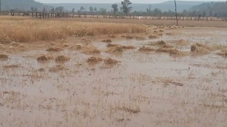 Damoh Weather: Heavy Rain For Three Hours In Madiyado, Harvested Crops Floating In Water - Amar ...
