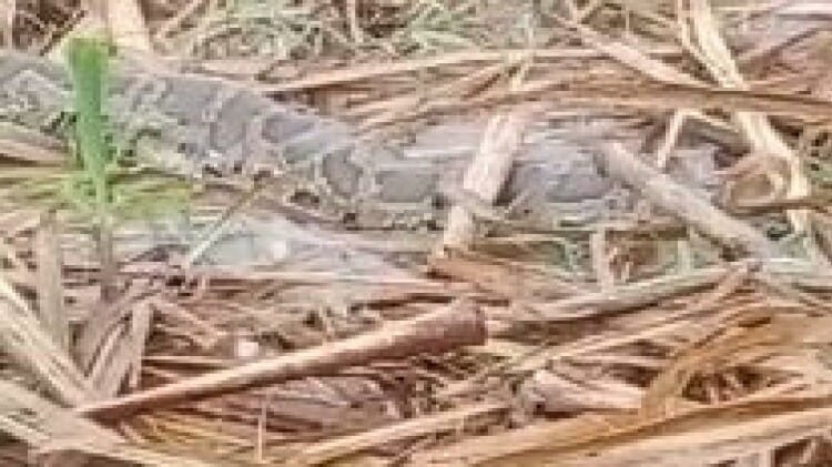 10 Feet Long Python Found In Sugarcane Field After Rain In Bareilly ...