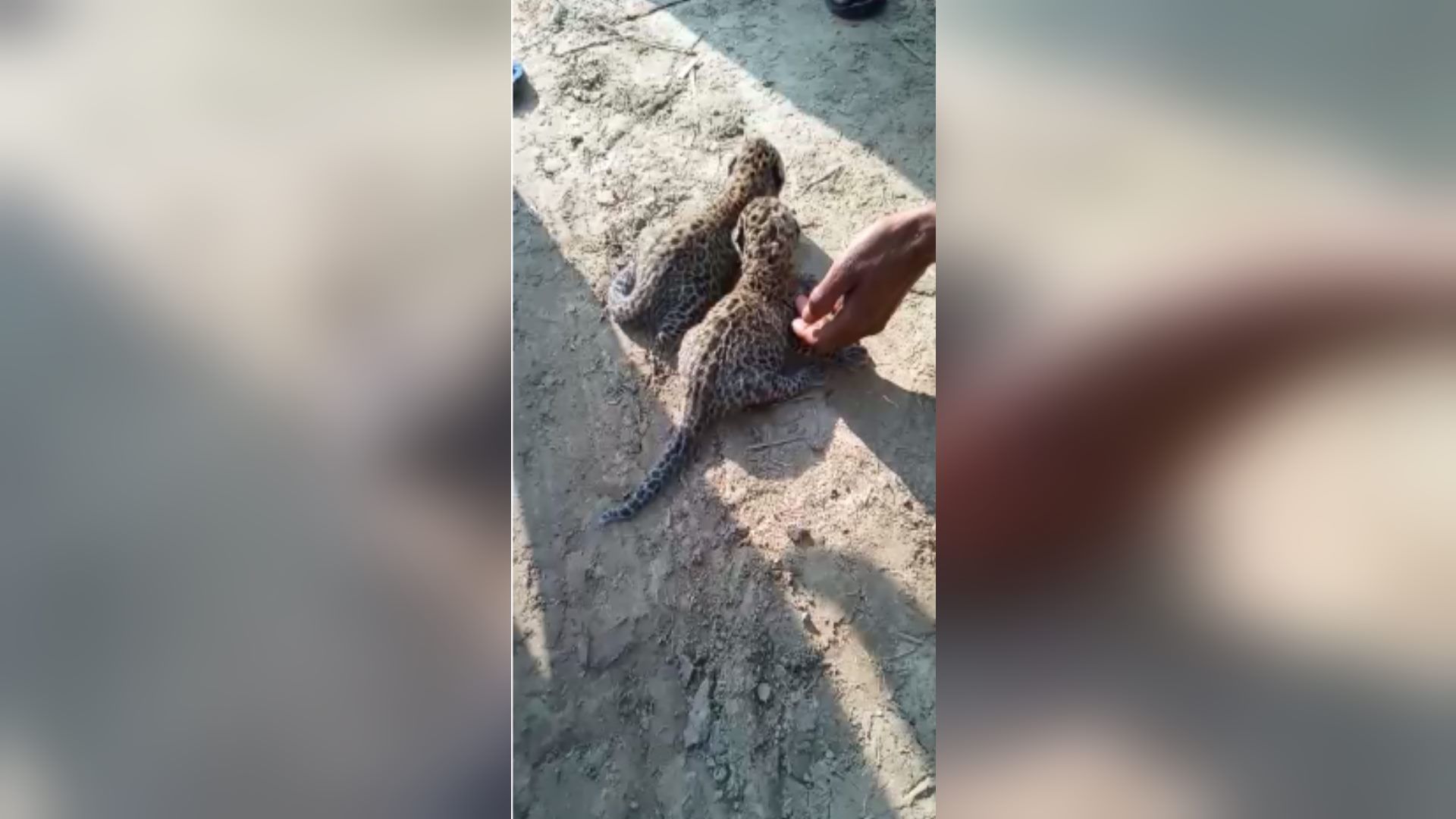 Guldar And Cub Panic Spread In Anthai Village Of Bijnor - Amar Ujala ...