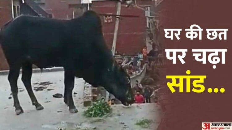 Video:डॉक्टर ने बेहोशी का इंजेक्शन लगाया, दमकल कर्मियों ने रस्सी बांधकर ...