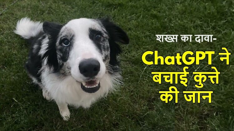 Chatgpt Saved The Dog Life Ai Chatbot Gave The Right Treatment Even Vet ...
