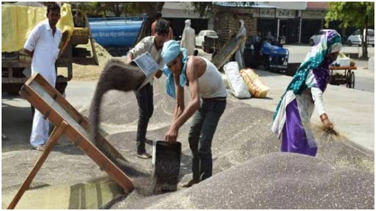 Mustard And Gram Procurement On Msp Starts In Rajasthan From April 1 ...